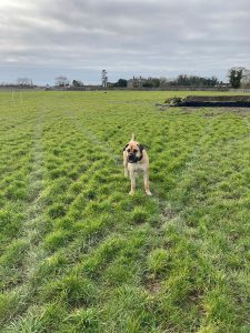 Dog Paddocks – Kenny Hill Dog Adventure Park