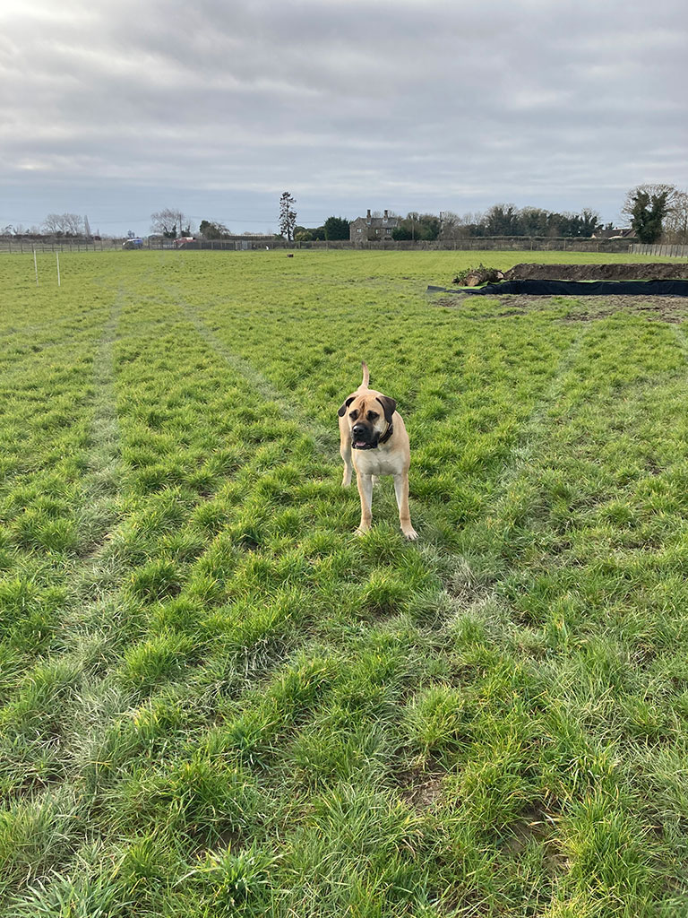 Dog Paddocks – Kenny Hill Dog Adventure Park